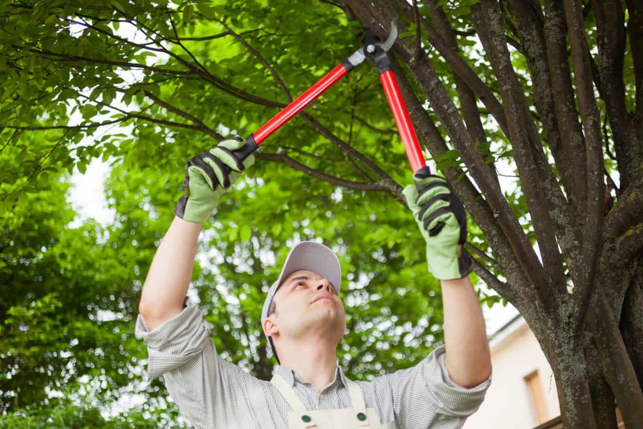 A Beginners Guide to Tree Pruning - 1001 Gardens